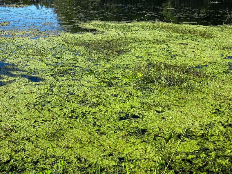 Toxic algae bloom stock photo. Image of cypress, conservation - 106062560