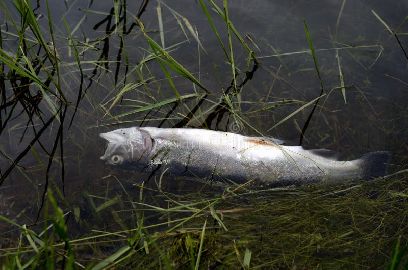 Toxic Dead Fish in Polluted Water Stock Image - Image of lake, animal ...