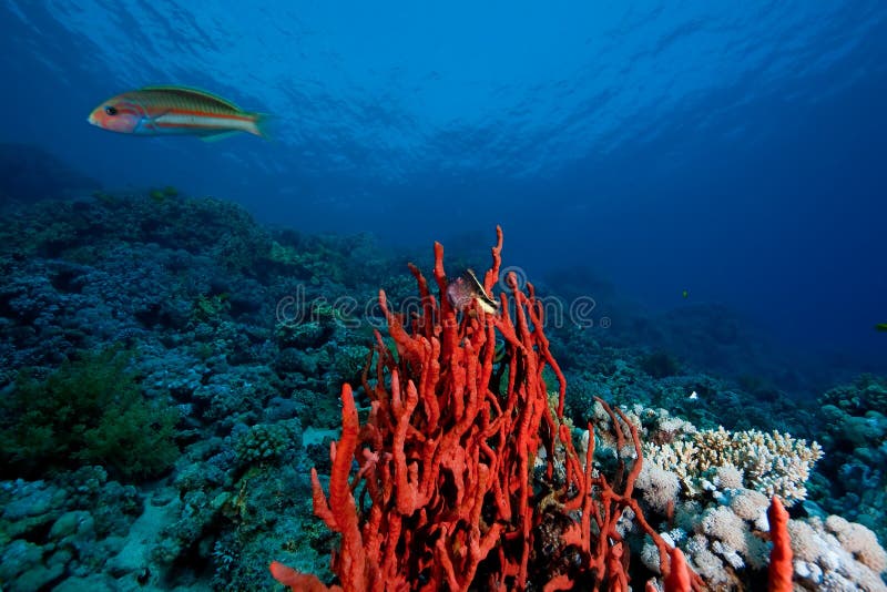 Toxic Finger Sponge And Freckled Hawkfish Stock Image - Image of nature ...