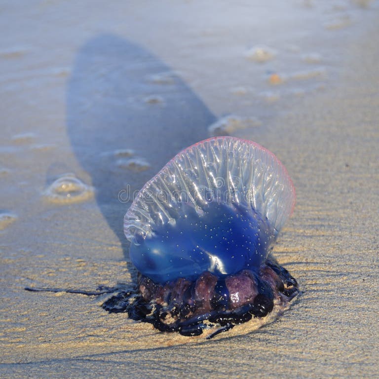 401 Physalia Stock Photos - Free & Royalty-Free Stock Photos from ...