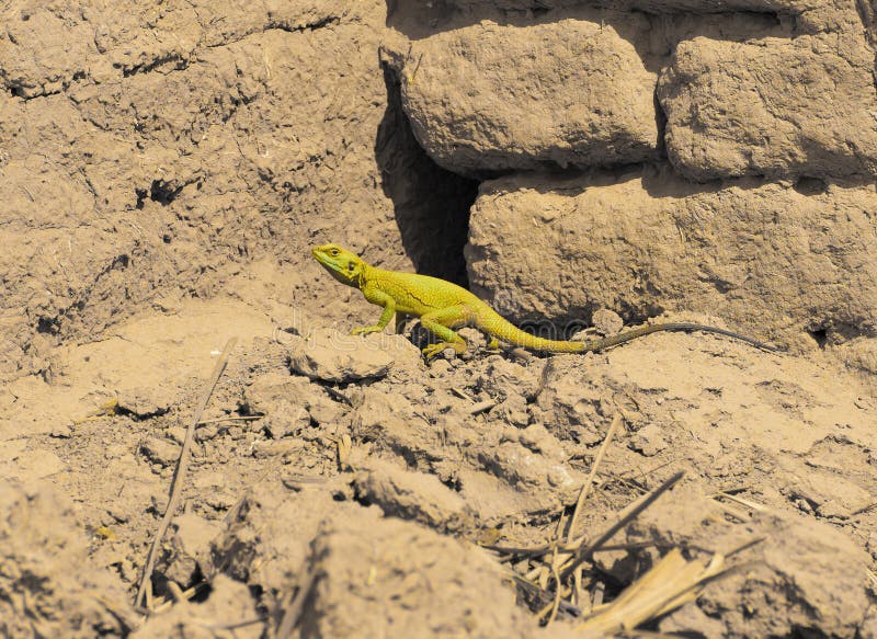 Iraqi Spiny-tailed Lizard (Saara Loricata) Stock Photo - Image of rare ...