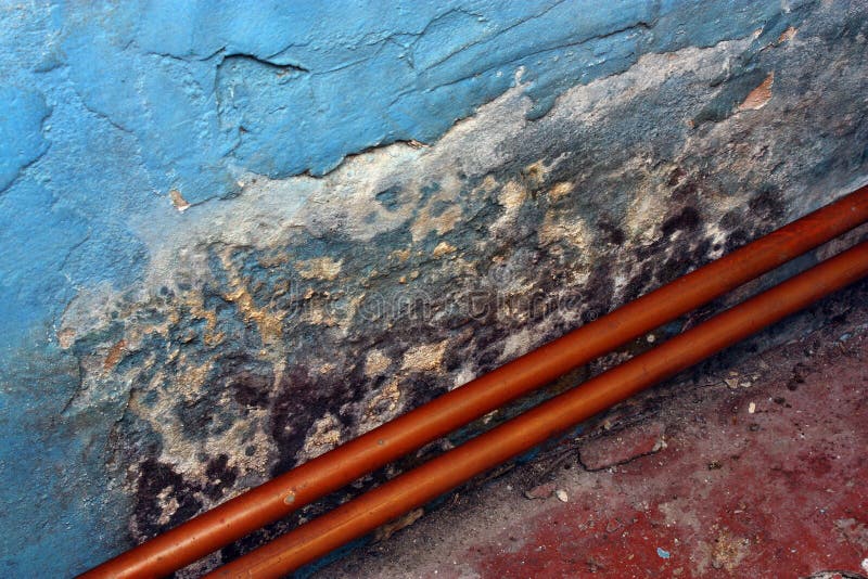 Toxic mold stock image. Image of moisture, mold, messy - 57457279