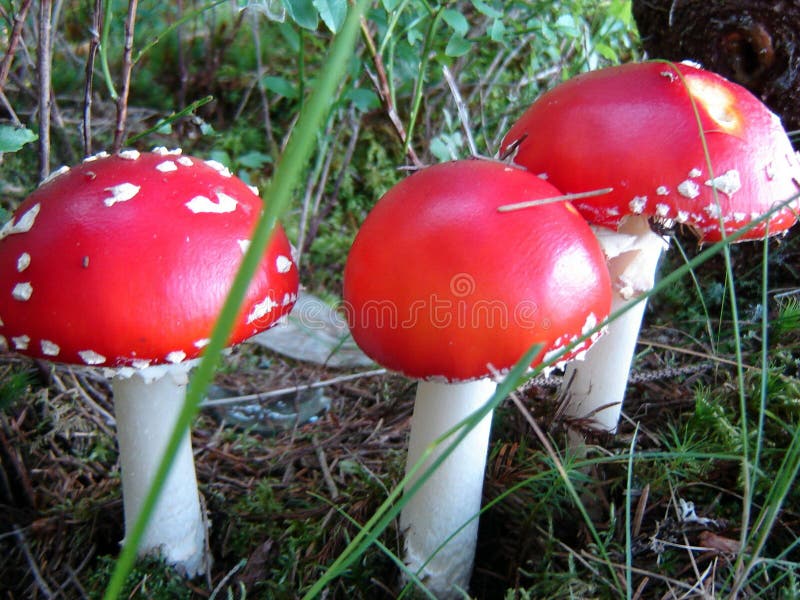 Red Toxic Mushroom in the Forest Stock Image - Image of inedible, plant ...