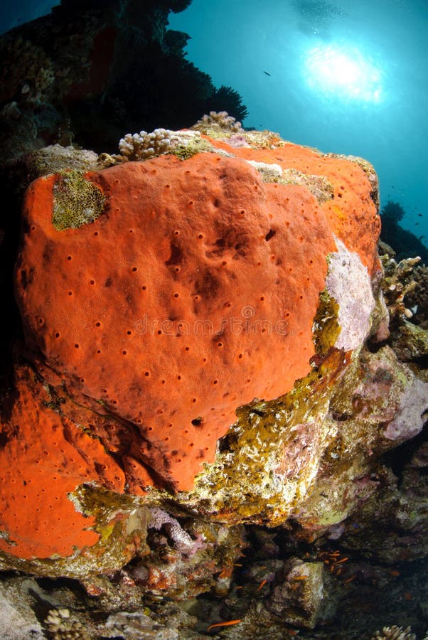 Toxic red sponge stock image. Image of marine, soft, reef - 16601889
