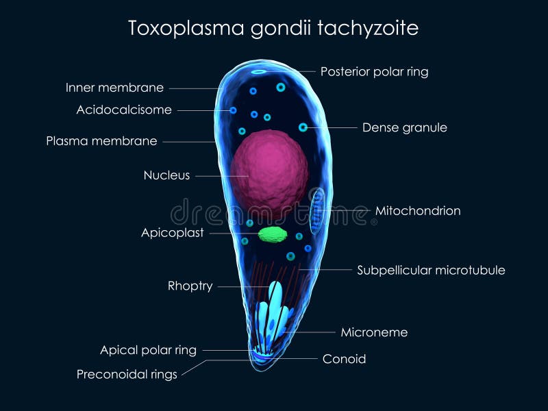 Labeled Toxoplasma Gondii Structure