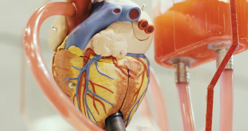 Human Heart Model, Human Heart for Medical Study, Human Heart Anatomy ...