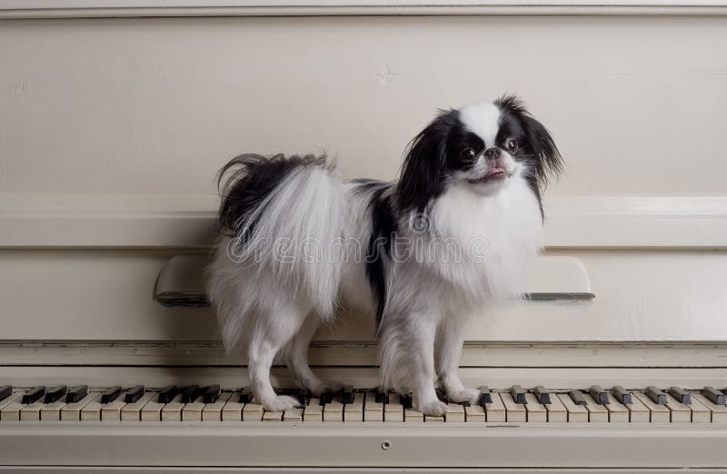 Toy dog on piano stock photo. Image of shoulder, mammals - 26932740