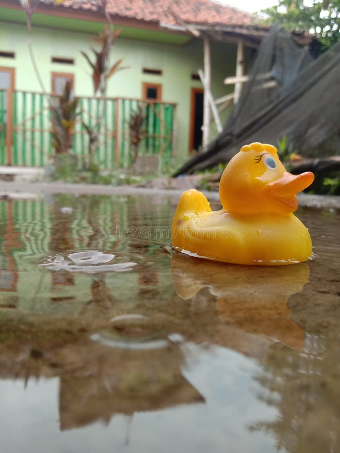 Toy Duck Swimming in a Puddle Stock Photo - Image of puddle, fish ...