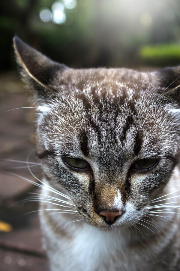 Toy-ger cat stock photo. Image of animal, ears, eyes - 78786098