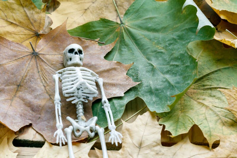 A Toy Human Skeleton is on the Yellow Fallen Leaves of a Maple Tree ...