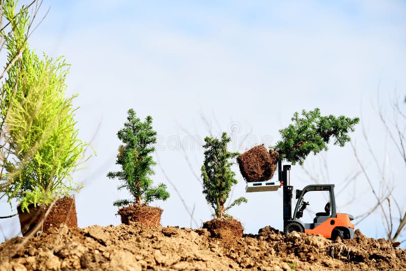 A Toy Loader Loads and Plants Small Coniferous Trees in the Ground ...