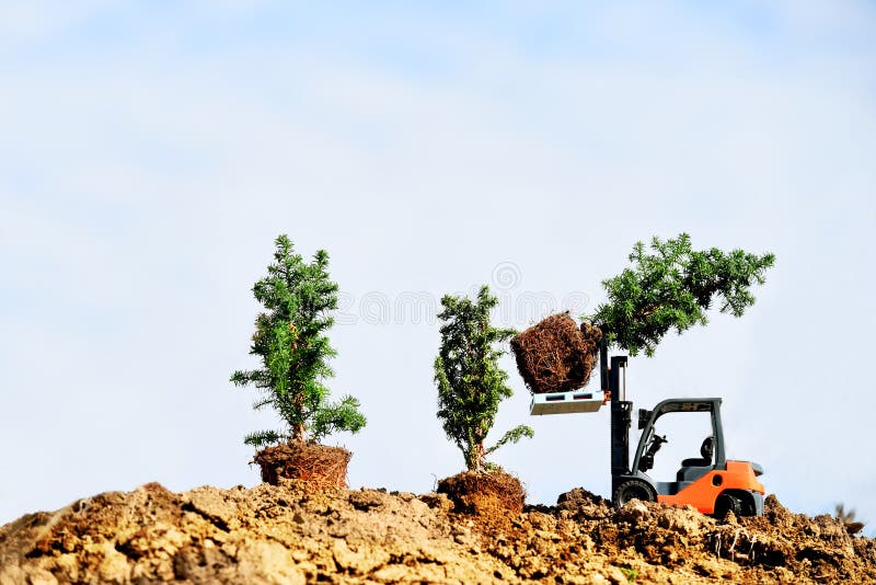 A Loader Model Loads a Small Spruce Tree with a Lump of Earth for ...