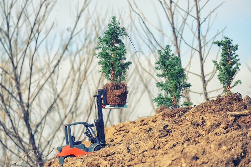 A Loader Model Loads a Small Spruce Tree with a Lump of Earth for ...