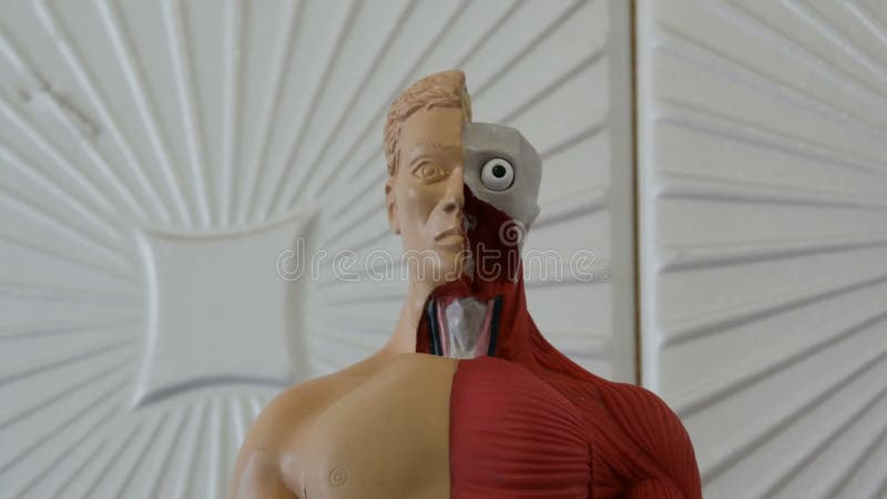 Toy Model of the Anatomical Structure of the Human Body. Artificial ...