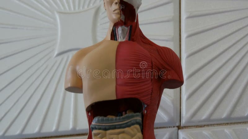 Toy Model of the Anatomical Structure of the Human Body. Artificial ...