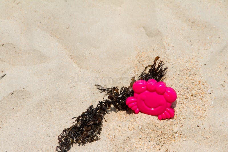 Toy Plastic Pink Crab on the Beach. Stock Photo - Image of coast, color ...