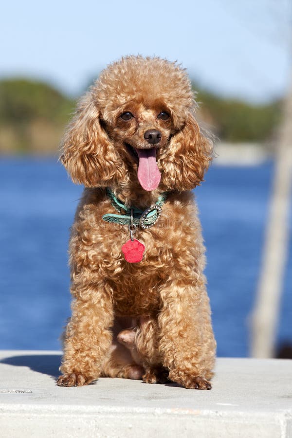 Toy Poodle stock photo. Image of mammal, shot, panting - 37956494