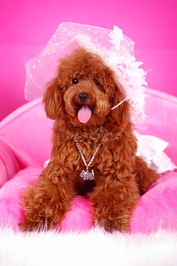 Toy poodle stock photo. Image of obedient, pets, studio - 5542744
