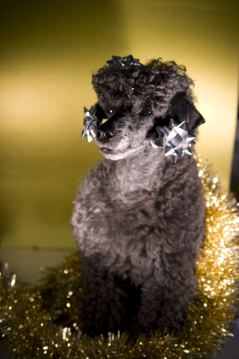 Muppet Pose Stock Photos - Free & Royalty-Free Stock Photos from Dreamstime