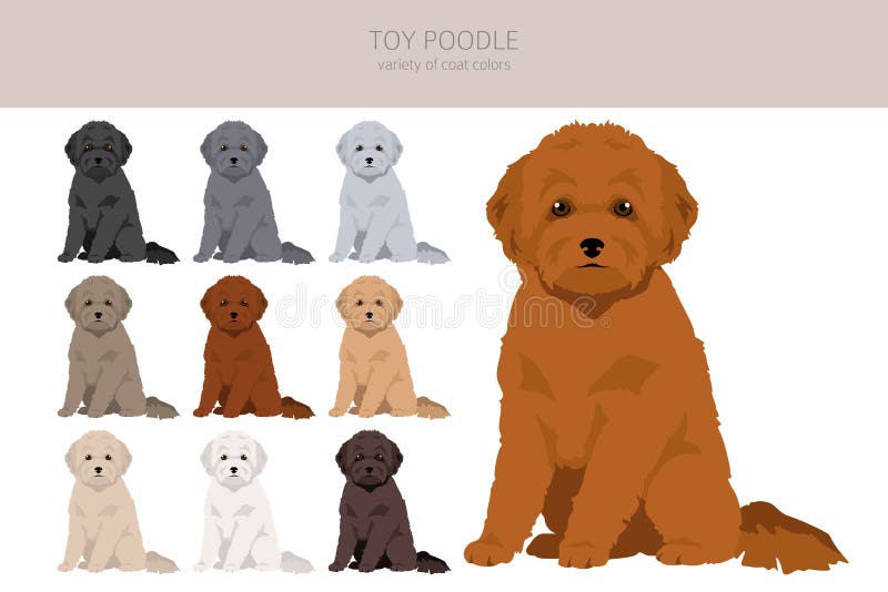 Toy Poodle Clipart. Different Poses, Coat Colors Set Stock Vector ...