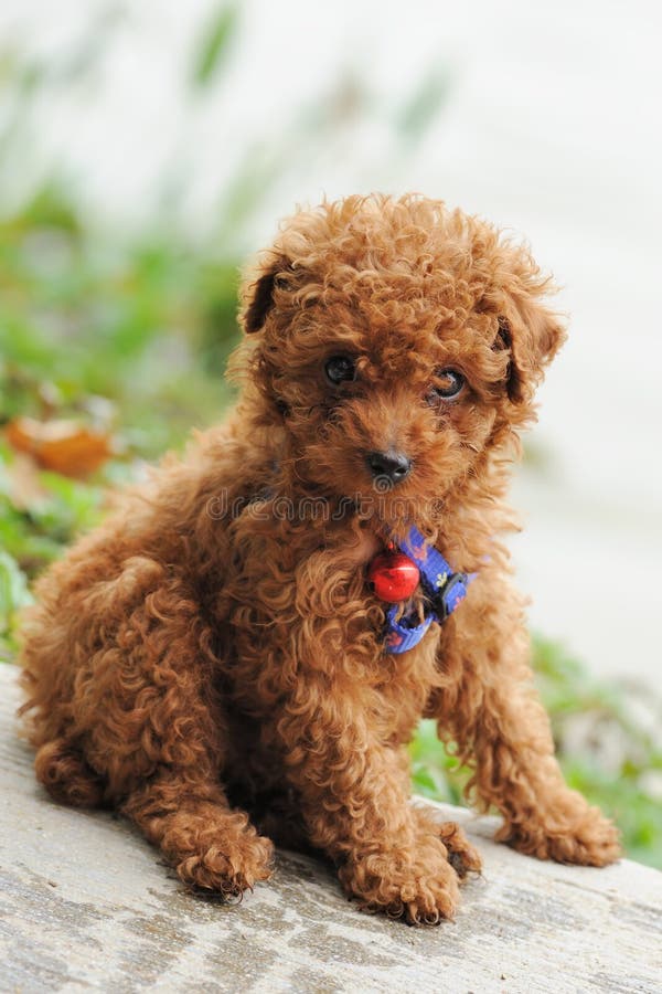 Toy Poodle at Play 3 stock photo. Image of blue, poodle - 13938510