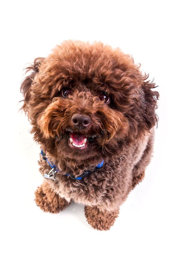 Toy Poodle Dog Sitting in White Studio . Stock Image - Image of young ...