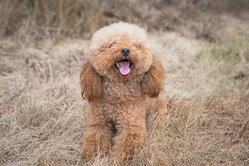 Toy Poodle on Grassy Field stock image. Image of friend - 84030301