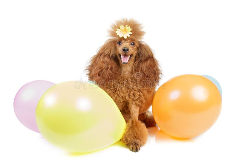 Ballon With Poodle Dog Caniche Shape Fly Blue Sky Stock Image - Image ...