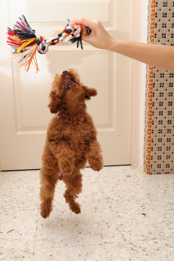 Toy Poodle jump stock image. Image of furry, jumping - 13939099