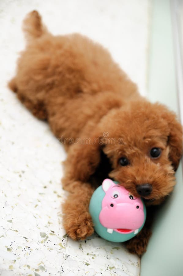 Toy Poodle at Play 3 stock photo. Image of blue, poodle - 13938510
