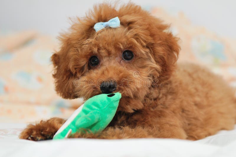 Toy Poodle at Play 3 stock photo. Image of blue, poodle - 13938510