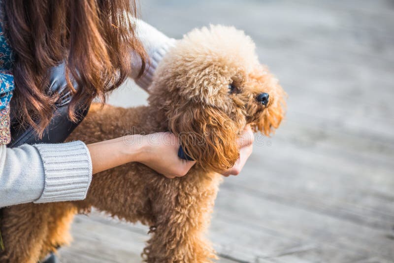 Toy Poodle Playing with Its Female Master in a Park Stock Image - Image ...