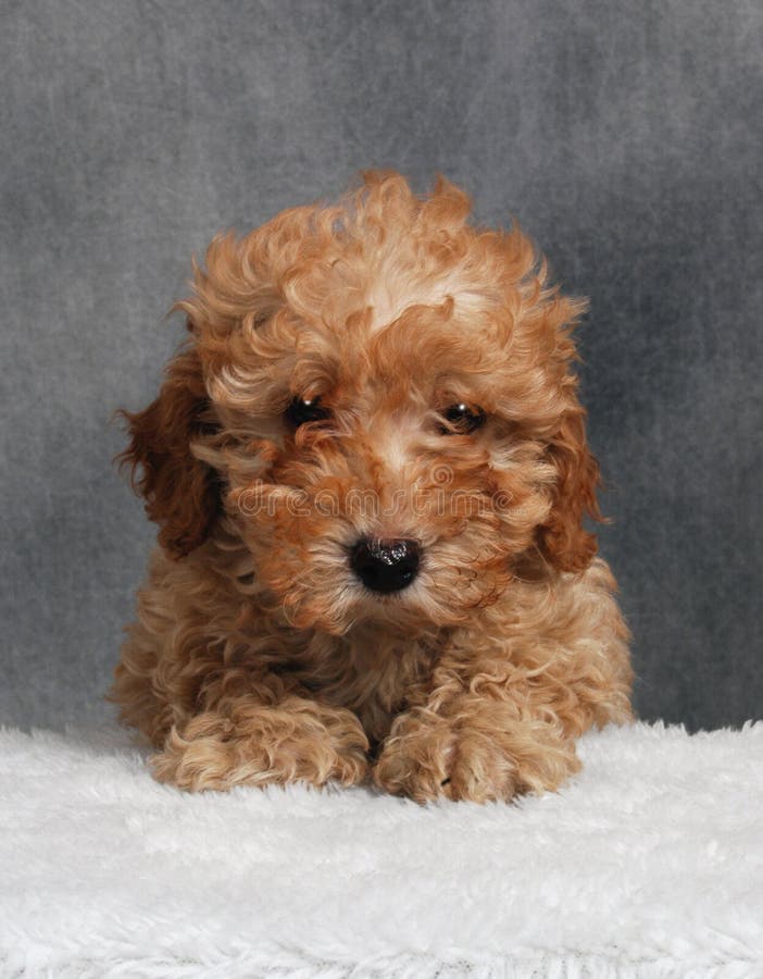 Toy Poodle Puppy stock photo. Image of nose, puppy, poodle - 1456710