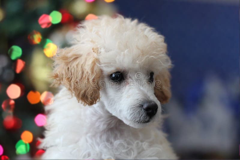 Toy Poodle Puppy On Christmas Stock Photo - Image of breed, lights ...