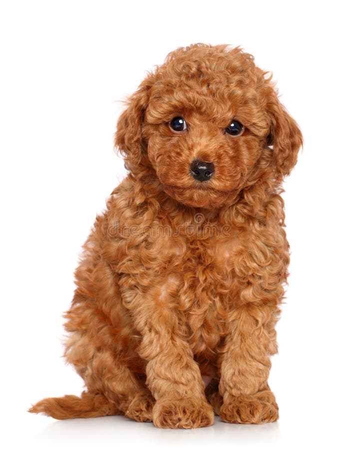 Toy Poodle Puppy On A White Background Royalty Free Stock Photos ...