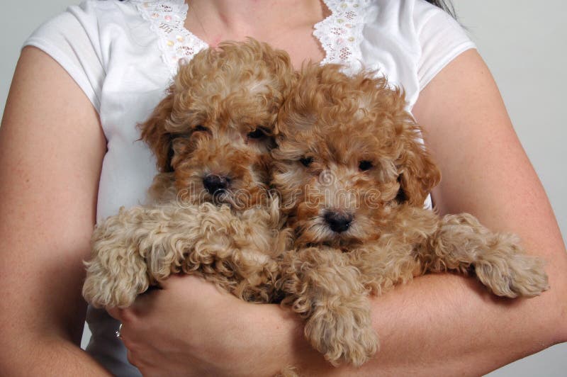 Toy Poodle Pups stock image. Image of baby, paws, curly - 1456707