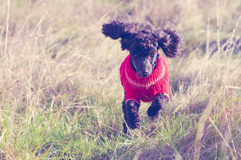 Toy poodle dog running stock image. Image of carnivore - 13538315