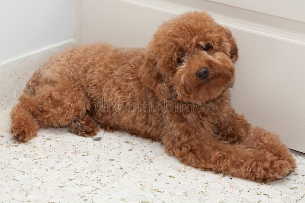Toy Poodle with a Sad Expression 2 Stock Image - Image of sitting ...