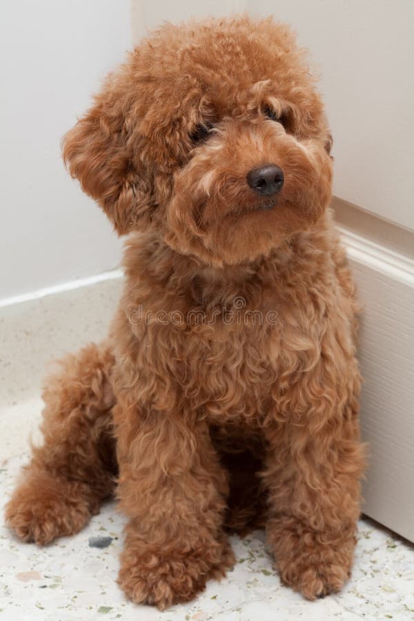 Toy Poodle with a Sad Expression 4 Stock Photo - Image of companion ...