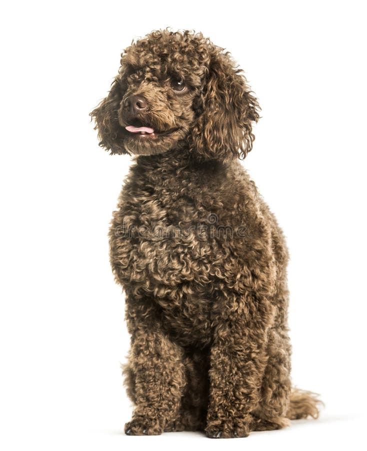 Toy Poodle Sitting Against White Background Stock Image - Image of ...