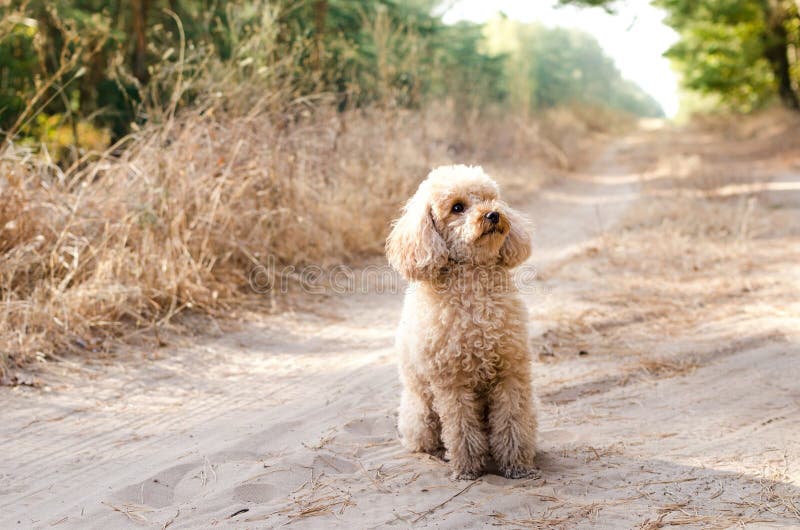 Toy Poodle Sitting on the Road in a Woods Stock Image - Image of master ...