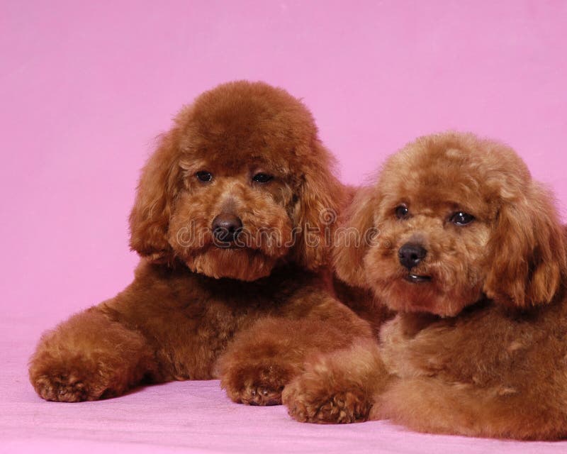 White Bichon Frise and Brown Miniature Poodle Stock Image - Image of ...