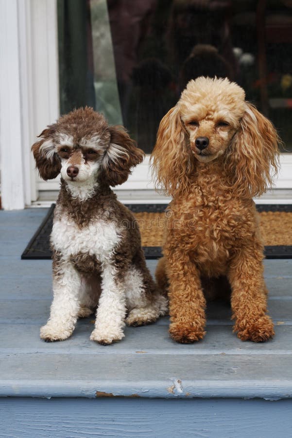 Pair of Toy Poodles stock photo. Image of young, pets - 31177994