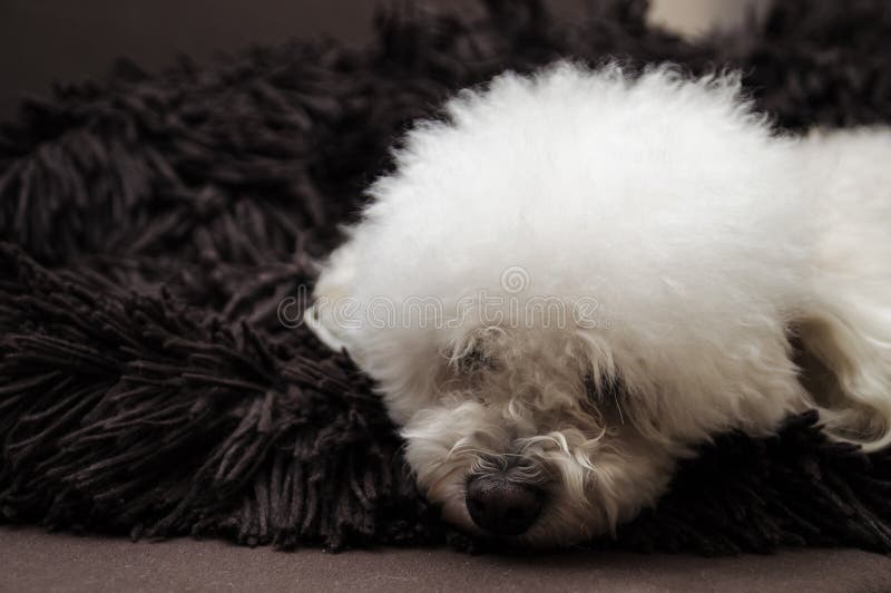 Toy puddle pet stock image. Image of companion, puddle - 58274247