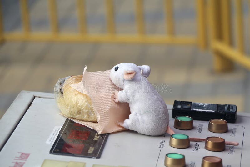 The Toy Rat Tries To Pull Down the Sandwich Left on the Control Stock ...