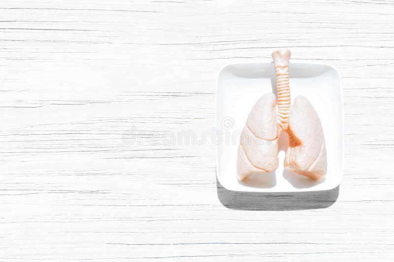Toy Replica of Human Lungs on White Tray Stock Photo - Image of science ...