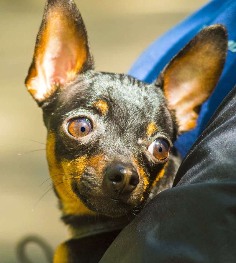 Toy Terrier pet breeds stock photo. Image of sitting - 71000932