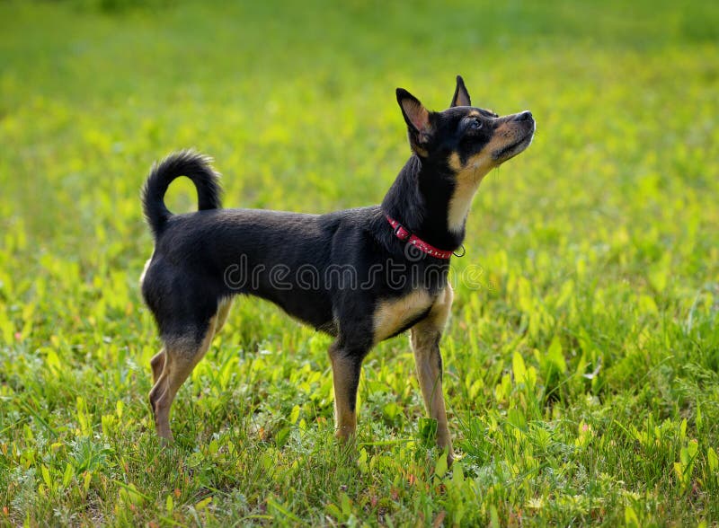 Prague Ratter Or Prazsky Krysarik Stock Photo - Image of krysarik ...