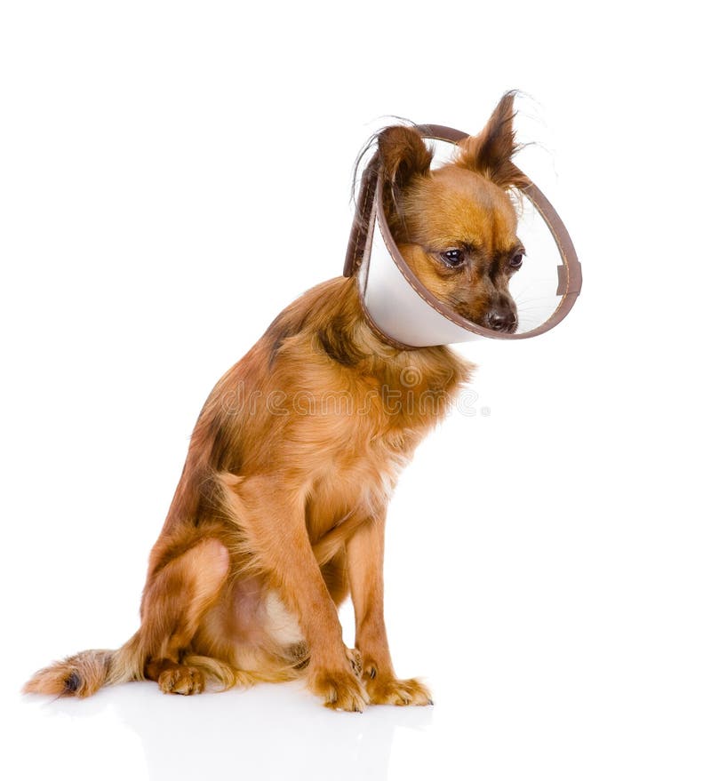 Funnel collar cat stock image. Image of cone, medicine - 37616793