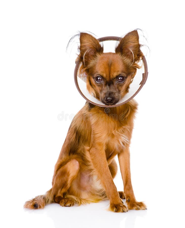 133 Dog Wearing Funnel Stock Photos - Free & Royalty-Free Stock Photos ...